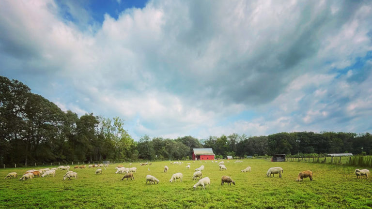 Welcome to Hollywood Farm